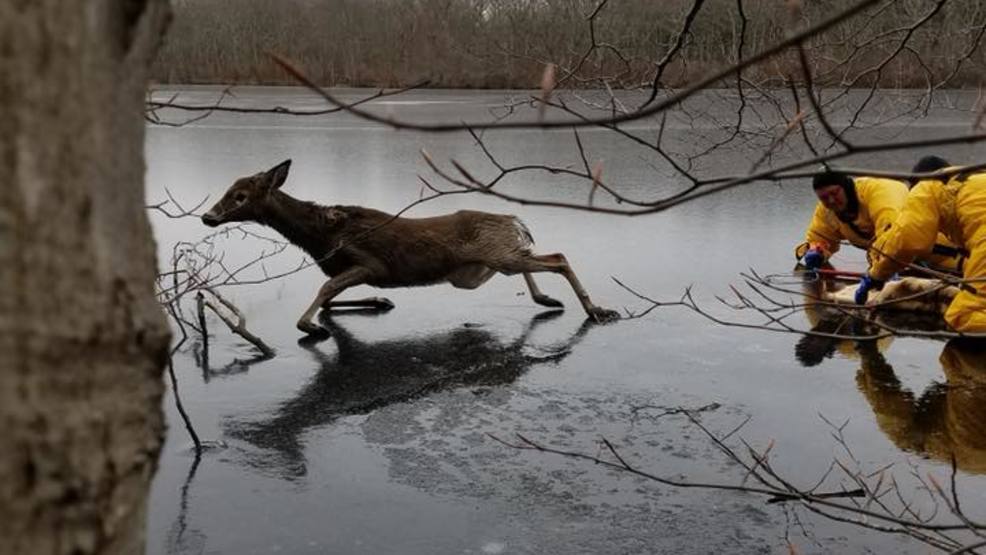 Seekonk Firefighters Rescue Injured Deer Animal Later Euthanized WJAR seekonk-firefighters-rescue-injured-deer-animal-later-euthanized-wjar