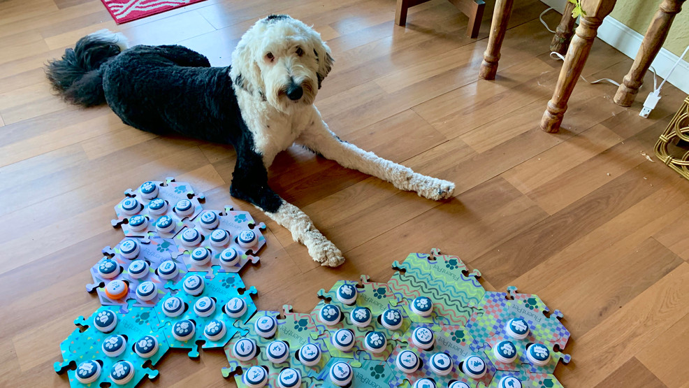 Meet Bunny, the talking dog in Tacoma who's captured the world's ...