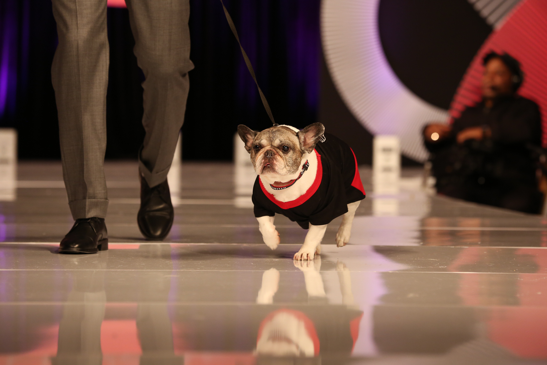 Dogs take the catwalk at Fashion for Paws | DC Refined