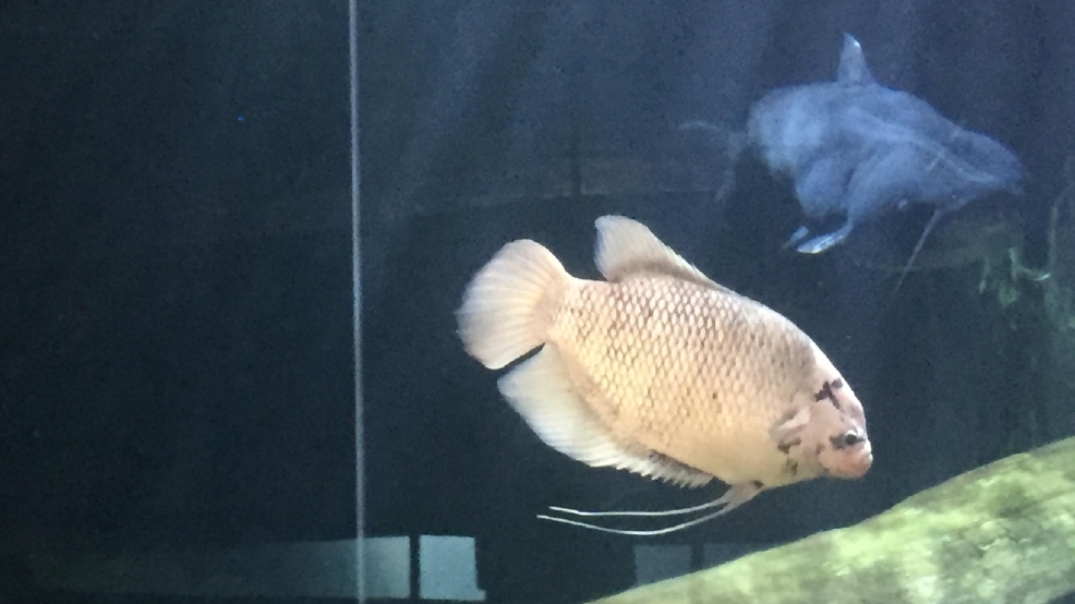 Giant Gouramis | WTVC
