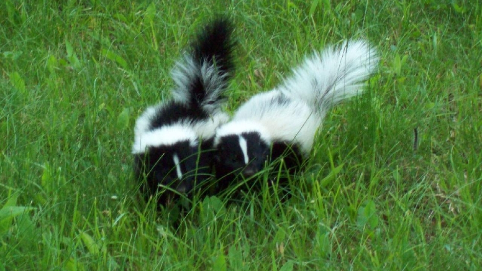 Bill could allow skunks as pets in Tennessee | WTVC