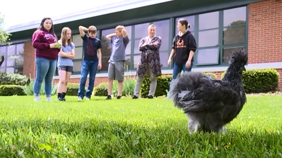8th graders create 3D printed prosthetic leg for one-legged chicken | WJAC
