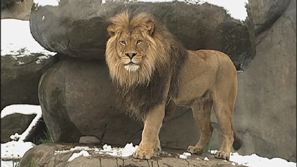 Zoo lions enjoy spring snow | KPIC
