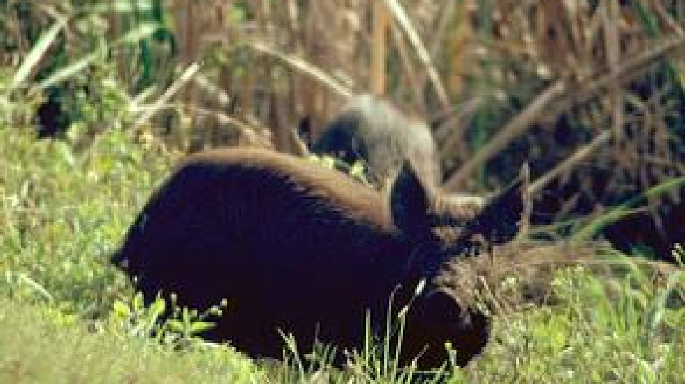 Wild pig population boom threatens Virginia ecosystems | WJLA