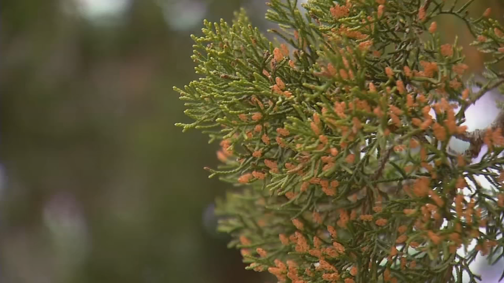Mountain Cedar 101: Male mountain cedar trees spread pollen | KABB