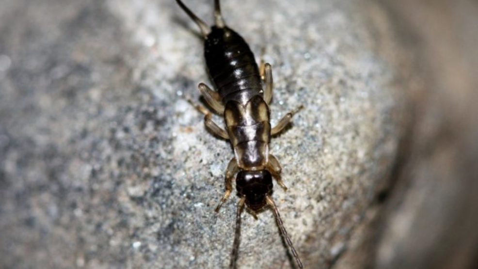 How to get rid of earwigs, one of the scariest bugs of lore | WGME