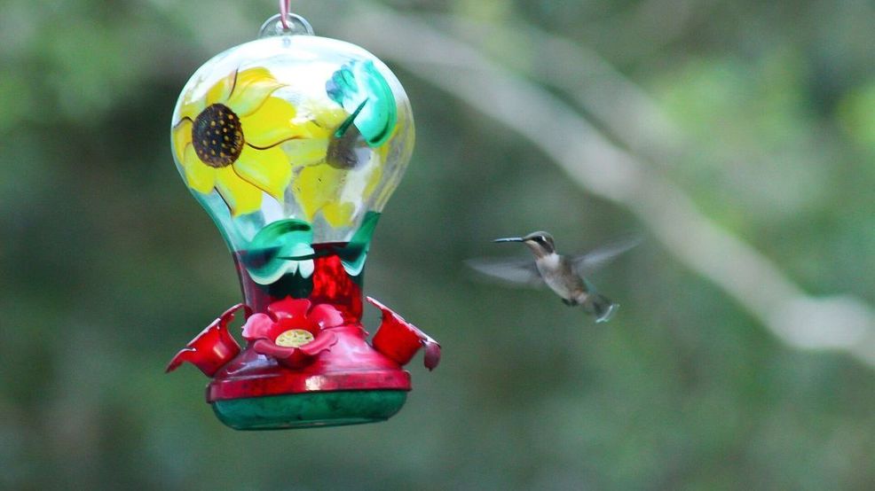 Photo of the Day: Hummingbird | WCIV